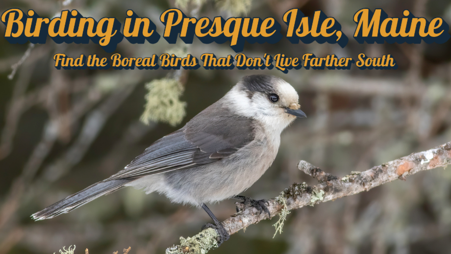 Birding in Presque Isle, Maine - The Northeastland Hotel